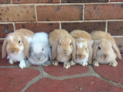 Rabbits | Gumtree Australia Free Local Classifieds