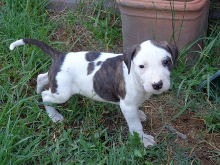 bull arab | Dogs & Puppies | Gumtree Australia Free Local Classifieds