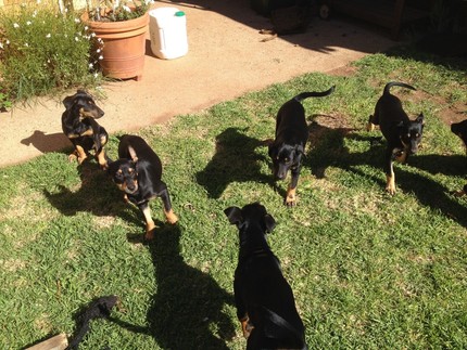kelpie | Dogs & Puppies | Gumtree Australia Free Local Classifieds