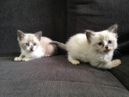 burmese kittens | Cats & Kittens | Gumtree Australia Free Local Classifieds