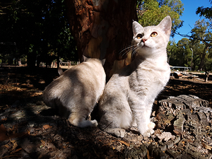 bengal | Cats & Kittens | Gumtree Australia Free Local Classifieds