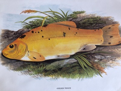 Golden Tench for sale in UK | 53 used Golden Tenchs