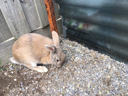 Rabbits | Gumtree Australia Free Local Classifieds