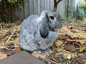 Rabbits | Gumtree Australia Free Local Classifieds