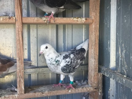 racing pigeons | Birds | Gumtree Australia Free Local Classifieds
