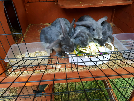 Rabbits | Gumtree Australia Free Local Classifieds