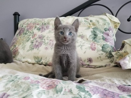 russian blue | Cats & Kittens | Gumtree Australia Free Local Classifieds