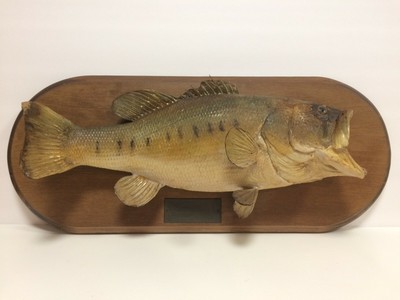 Taxidermy - Mouth Bass Taxidermy Wall Mount