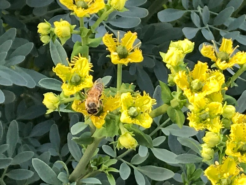 Dónde comprar ruda en México