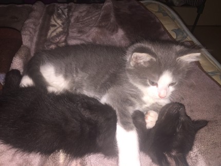 Canberra Region, ACT | Cats & Kittens | Gumtree Australia Free Local ...