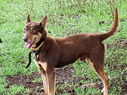 red kelpie | Dogs & Puppies | Gumtree Australia Free Local Classifieds