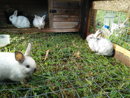 Rabbits | Gumtree Australia Free Local Classifieds