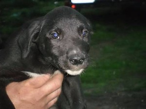 kelpie in Melbourne Region, VIC | Dogs & Puppies | Gumtree Australia ...