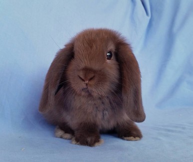 Rabbits | Gumtree Australia Free Local Classifieds