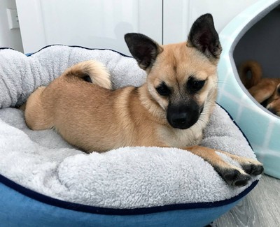 pomeranian | Dogs & Puppies | Gumtree Australia Free Local Classifieds