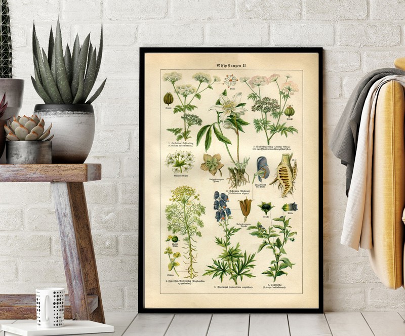 Common Poisonous Plants: Identification and Risks