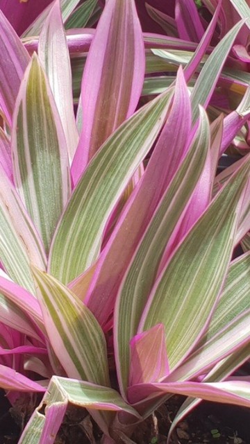 Rhoeo variegated - Pink Strike | Plants | Gumtree Australia Brisbane ...