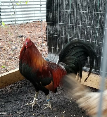 Poultry - Gamefowl Hatching Eggs