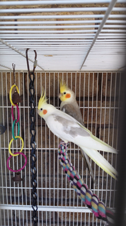 Birds | Gumtree Australia Free Local Classifieds