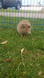 Rabbits | Gumtree Australia Free Local Classifieds