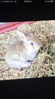 Rabbits | Gumtree Australia Free Local Classifieds