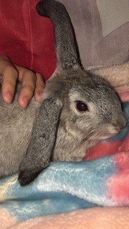 Rabbits | Gumtree Australia Free Local Classifieds