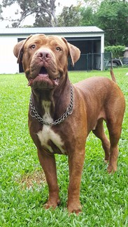 bandog | Dogs & Puppies | Gumtree Australia Free Local Classifieds