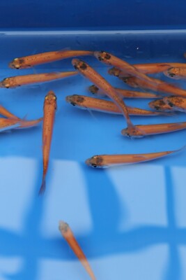 Golden Orfe for sale in UK | 66 second-hand Golden Orfes