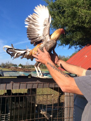 Livestock Supplies - Gamefowl Hatching Eggs