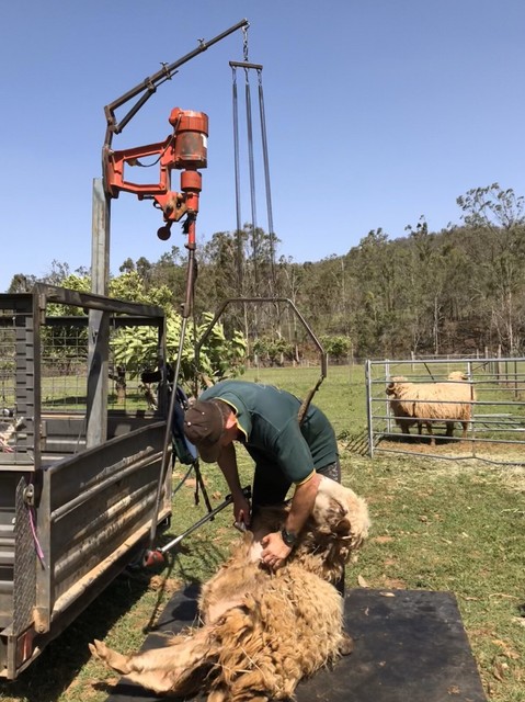 Mobile sheep shearer | Other Pet Services | Gumtree Australia Lockyer ...