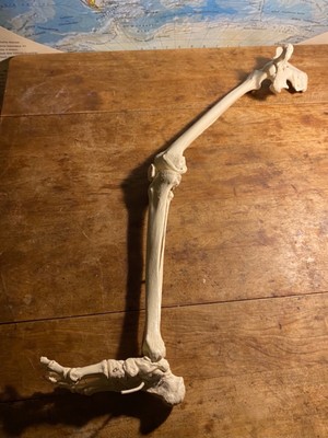 Other - Real Human Bone