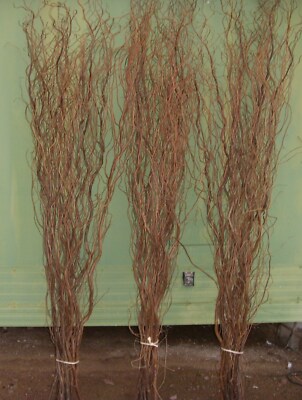 Twisted Willow for sale in UK | 63 used Twisted Willows