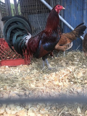 Livestock Supplies - Gamefowl