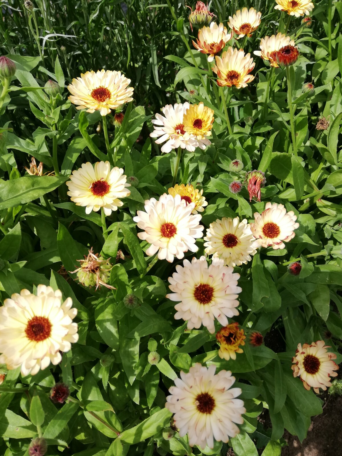 Calendula officinalis 'Sunset Buff' X 75+ SEEDS 2020 Hardy Annual Bee ...