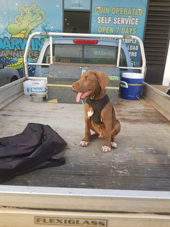 Darwin Region, NT | Dogs & Puppies | Gumtree Australia Free Local ...