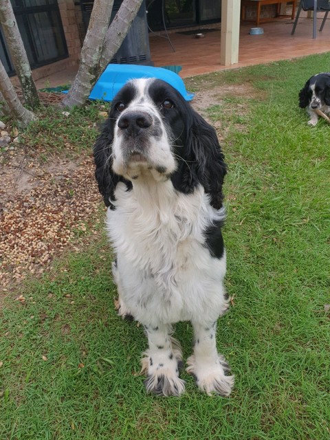 Gumtree Puppies For Sale Gold Coast Region | Paul Smith