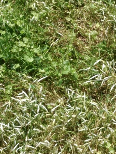 Tenacity Herbicide Selective Broadleaf Weed & Grass Control 8 fl oz ...