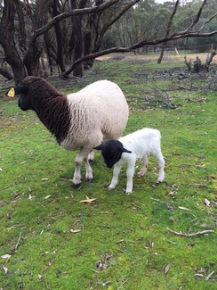 dorper sheep for sale | Livestock | Gumtree Australia Free Local ...