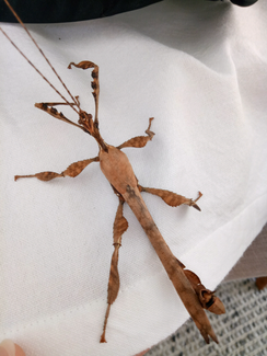 stick insects | Other Pets | Gumtree Australia Free Local Classifieds
