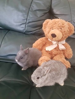 baby bunnies for sale in Melbourne Region, VIC | Rabbits | Gumtree ...