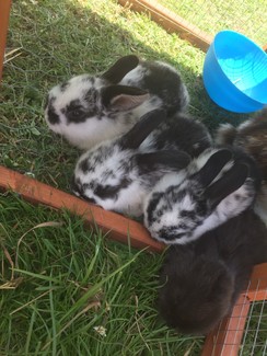 Rabbits | Gumtree Australia Free Local Classifieds