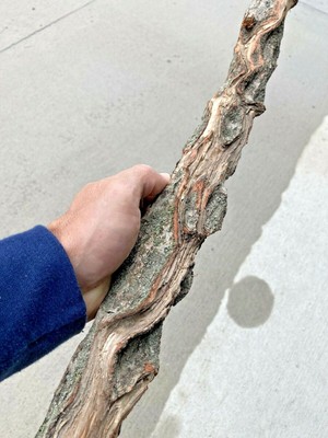 Diamond Willow for sale | Only 2 left at -75%