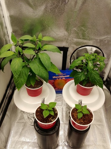 General Hydroponics MaxiBloom 2.2lbs pounds - gh maxi bloom nutrient | eBay