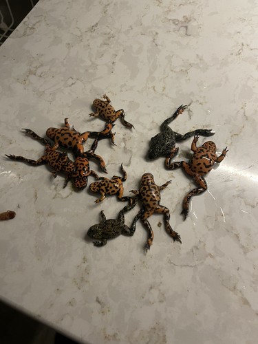 Red Runner Roach (Blatta Lateralis) | Live Feeder Insect Turkestan ...