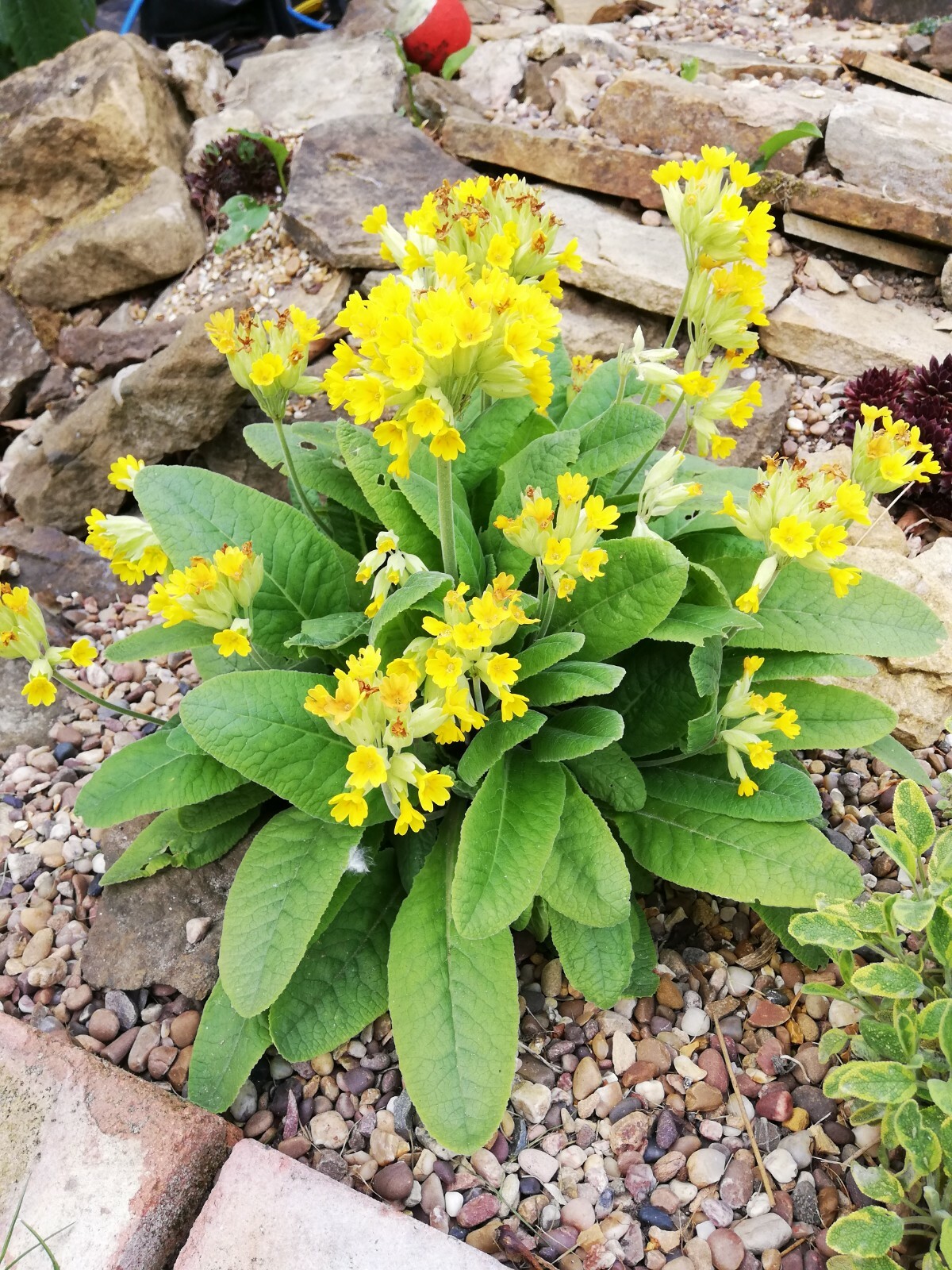 Primula veris - Cowslip X 50 SEEDS Willdflower Cottage Garden Bee ...
