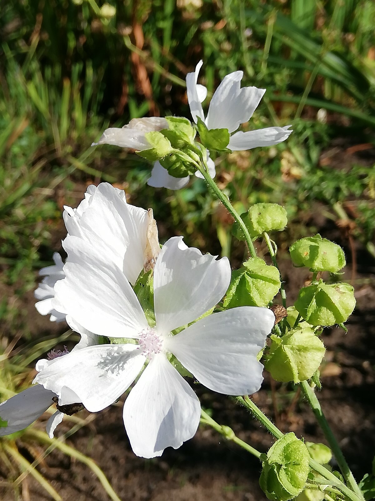 Malva moschata Alba - White Musk Mallow X 50 SEEDS Fragrant Cottage ...