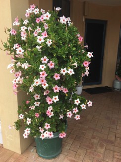 mandevilla | Plants | Gumtree Australia Free Local Classifieds