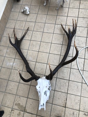 Trofeo Cervo usato in Italia | vedi tutte i 69 prezzi!