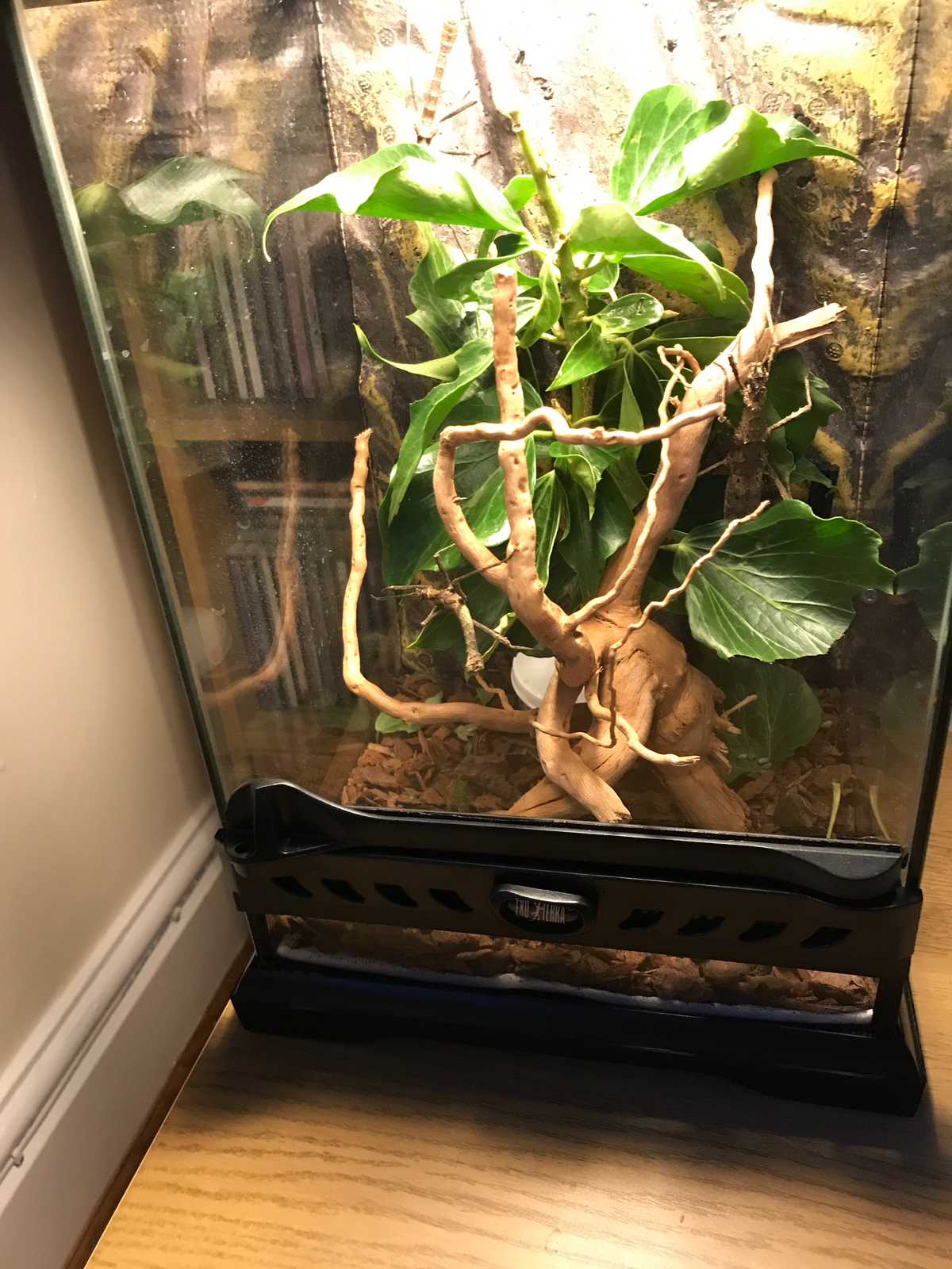 Exo Terra Nano Tall Terrarium - Natural Glass Reptile Housing ...