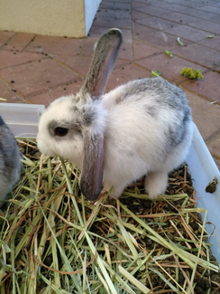 Rabbits | Gumtree Australia Free Local Classifieds